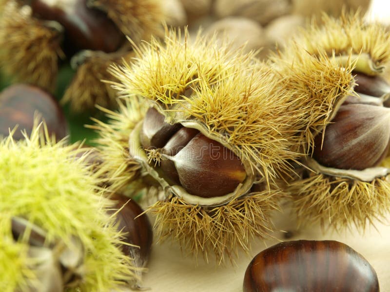 Chestnuts stock image. Image of walnuts, chestnut, october - 16581585