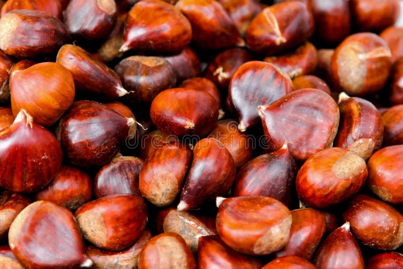 Chestnuts stock photo. Image of food, snack, chestnuts - 17145210