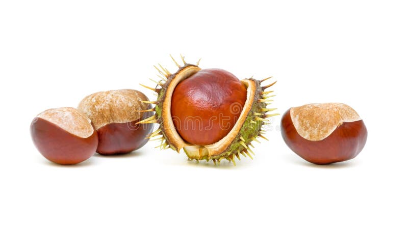 Chestnuts with Seed Pods Over White Stock Photo - Image of seeds, nuts ...