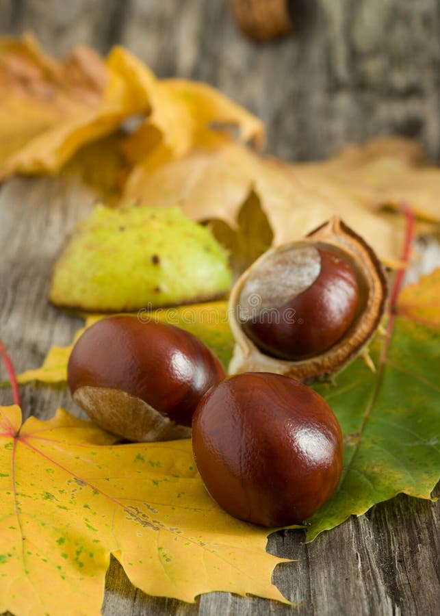 Chestnuts stock photo. Image of life, leafs, arrangement - 21299370