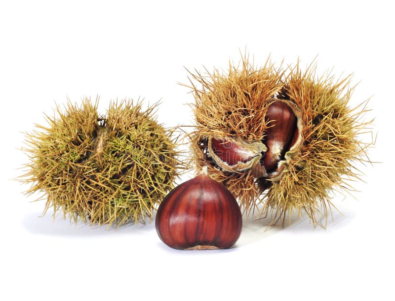 Chestnuts stock photo. Image of chest, english, fruit - 6713934