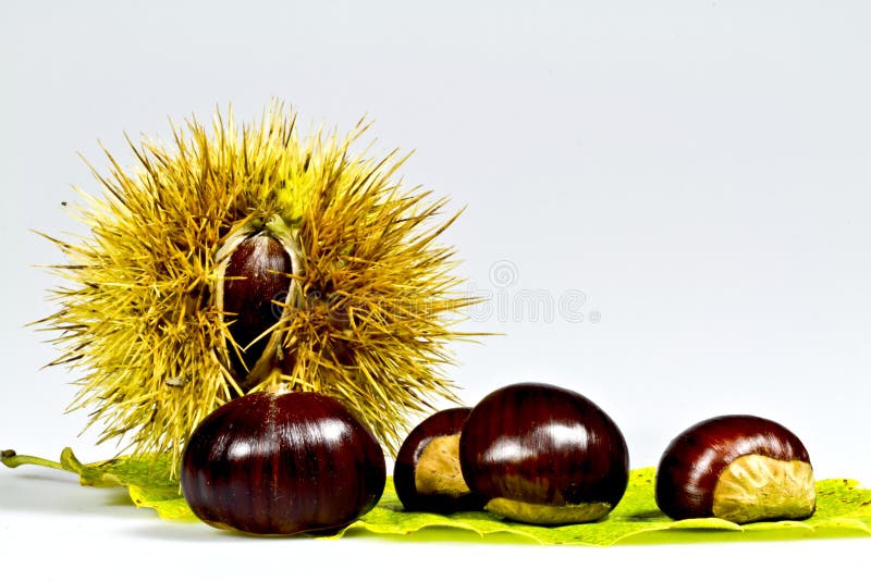 Chestnuts stock image. Image of spines, supply, vegetable - 21629631
