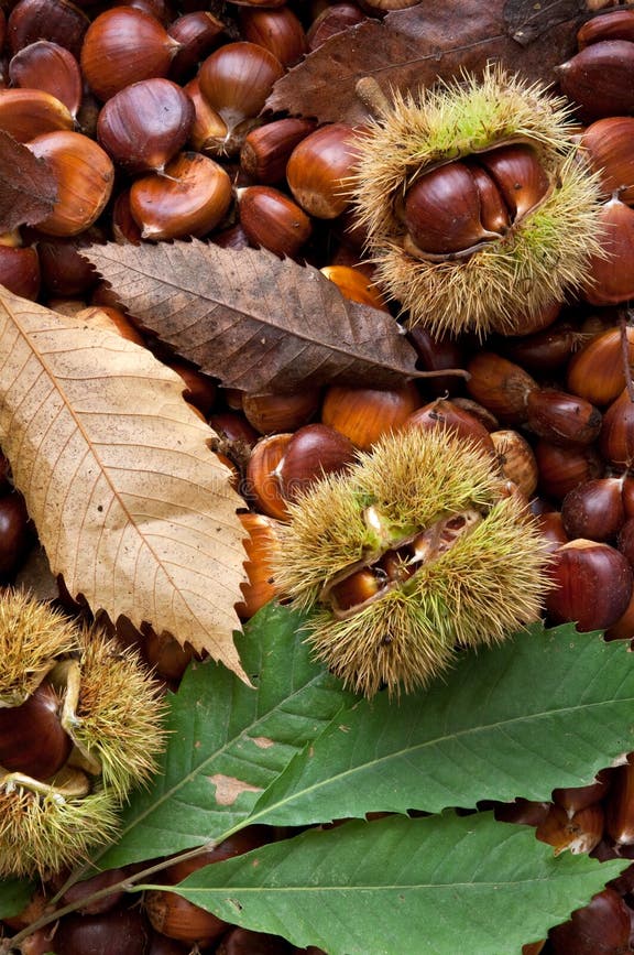 Chestnuts stock image. Image of collect, curl, brown - 21715683