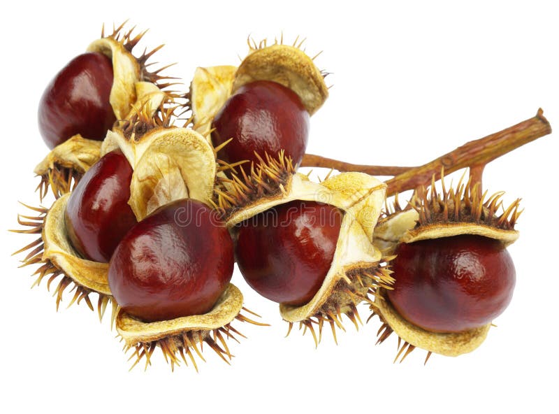 Chestnuts stock photo. Image of collect, chestnuts, branch - 21850608