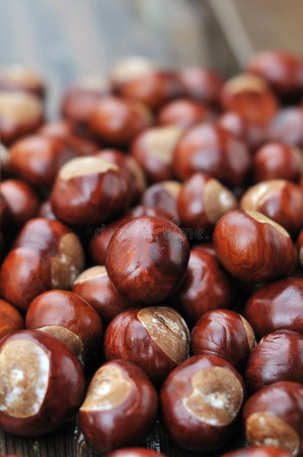 Chestnuts stock photo. Image of group, food, brown, heap - 23137824