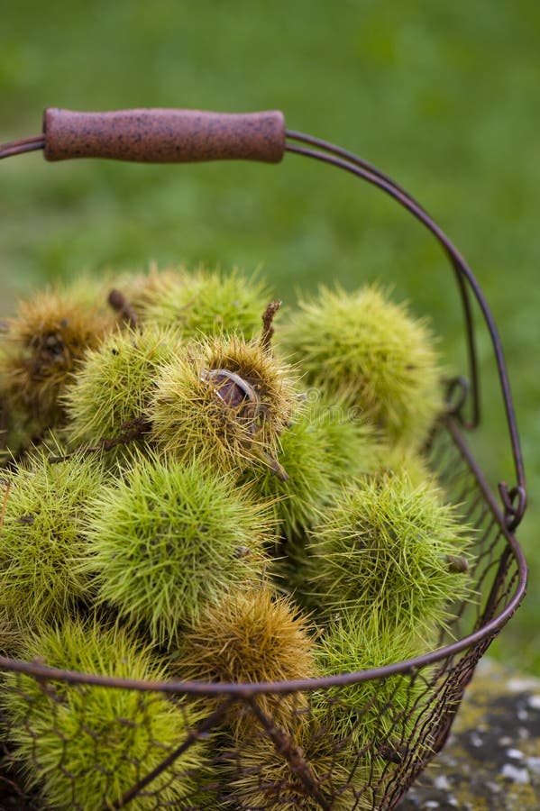 Chestnuts stock photo. Image of fresh, ripe, small, castanea - 26852326