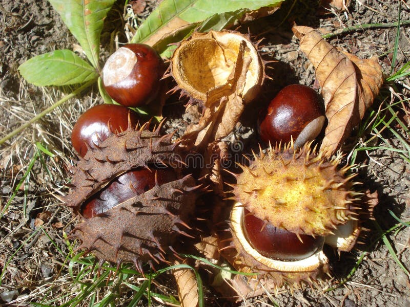 Chestnuts stock image. Image of botany, brown, chestnuts - 26924609