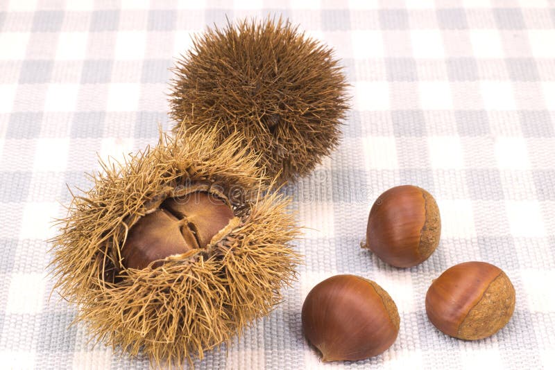 Chestnuts stock photo. Image of detail, seed, rind, natural - 26987908