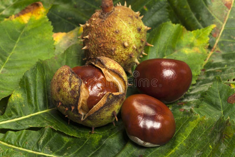Chestnuts stock image. Image of horse, orange, closeup - 27106235