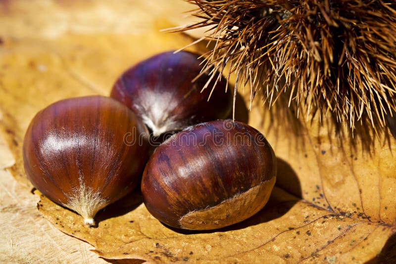 Chestnuts stock image. Image of color, fall, autumnal - 27496489