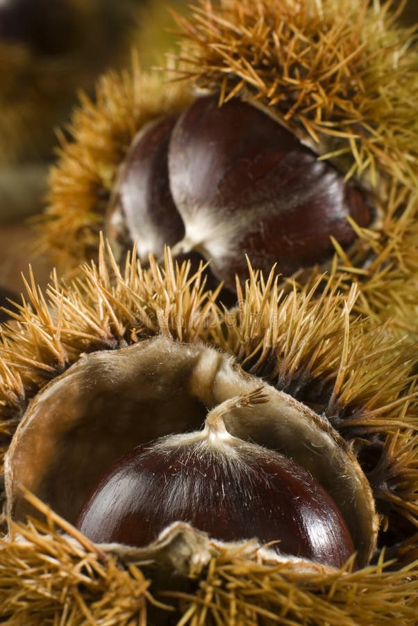Chestnuts stock image. Image of fall, organic, capsules - 3319121
