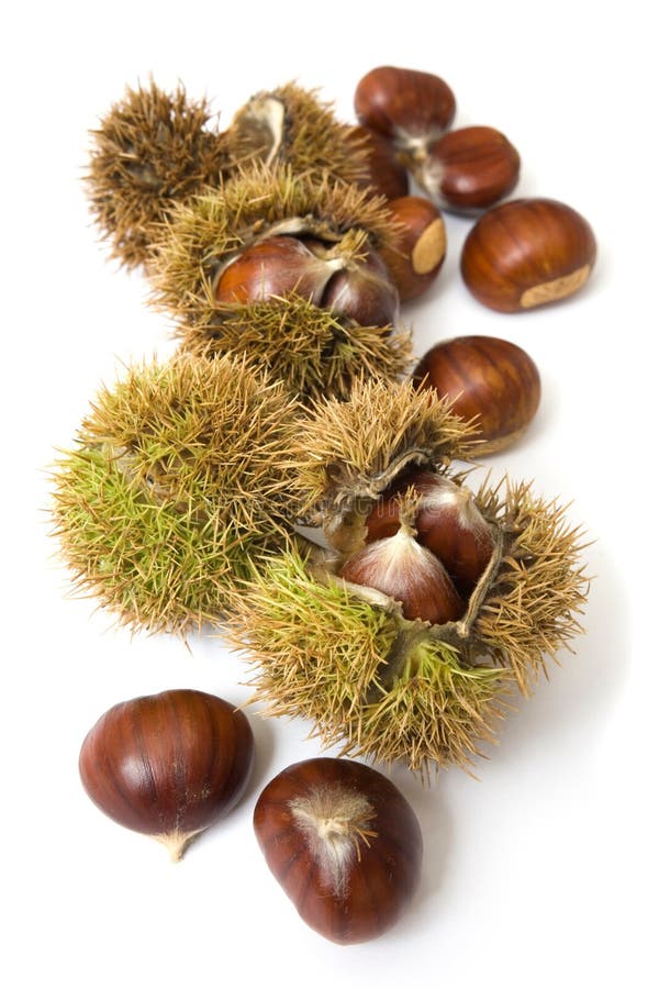 127 Spiky Nut Shells Stock Photos - Free & Royalty-Free Stock Photos ...