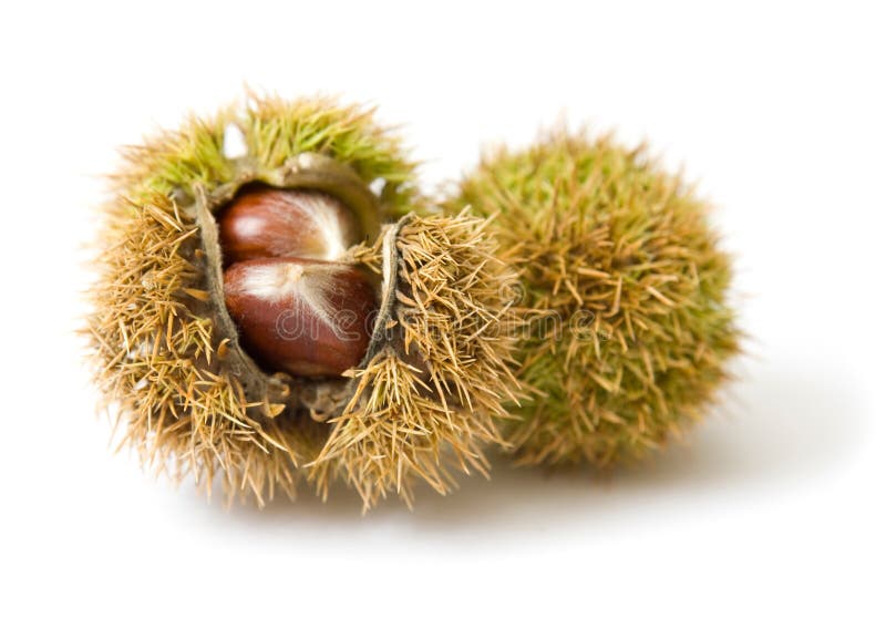 Chestnuts stock image. Image of fruit, autumn, fall, close - 5720811