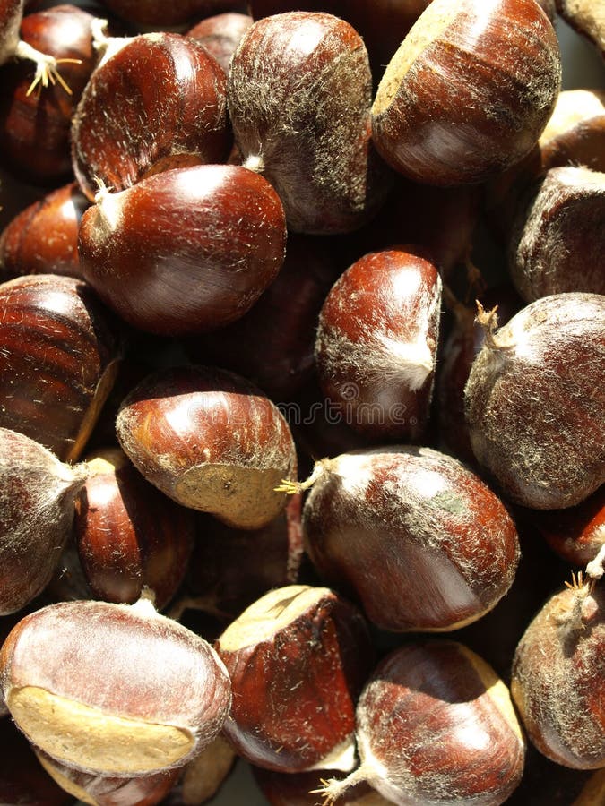 Chest Nuts is One of Food and Agricult Stock Image - Image of curve ...