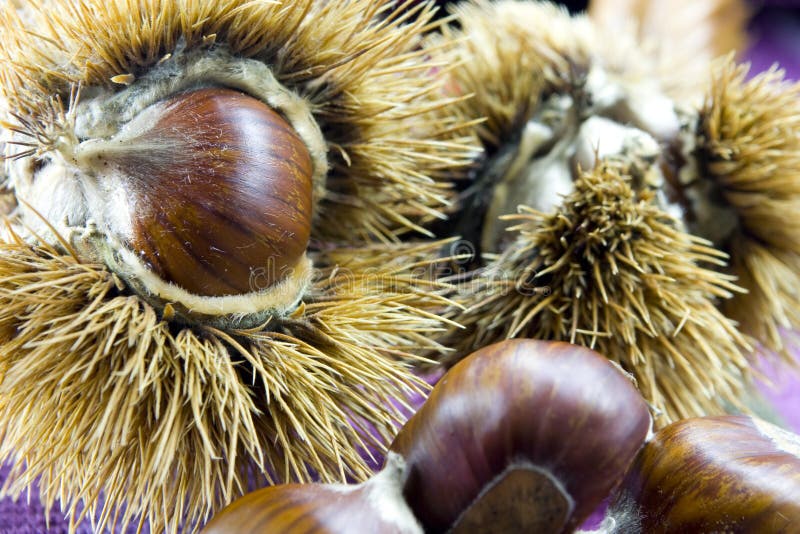 Chestnuts in autumn 5 stock photo. Image of spiked, case - 7609866