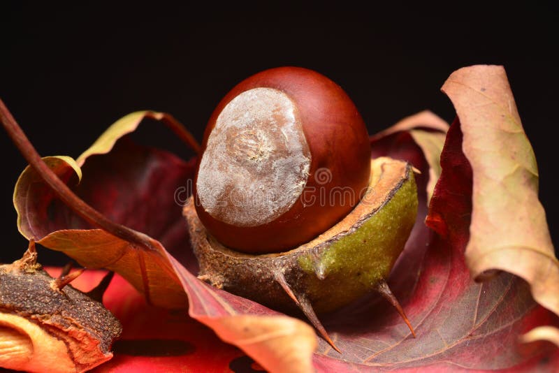 Chestnuts in autumn stock photo. Image of plant, harvest - 34494778