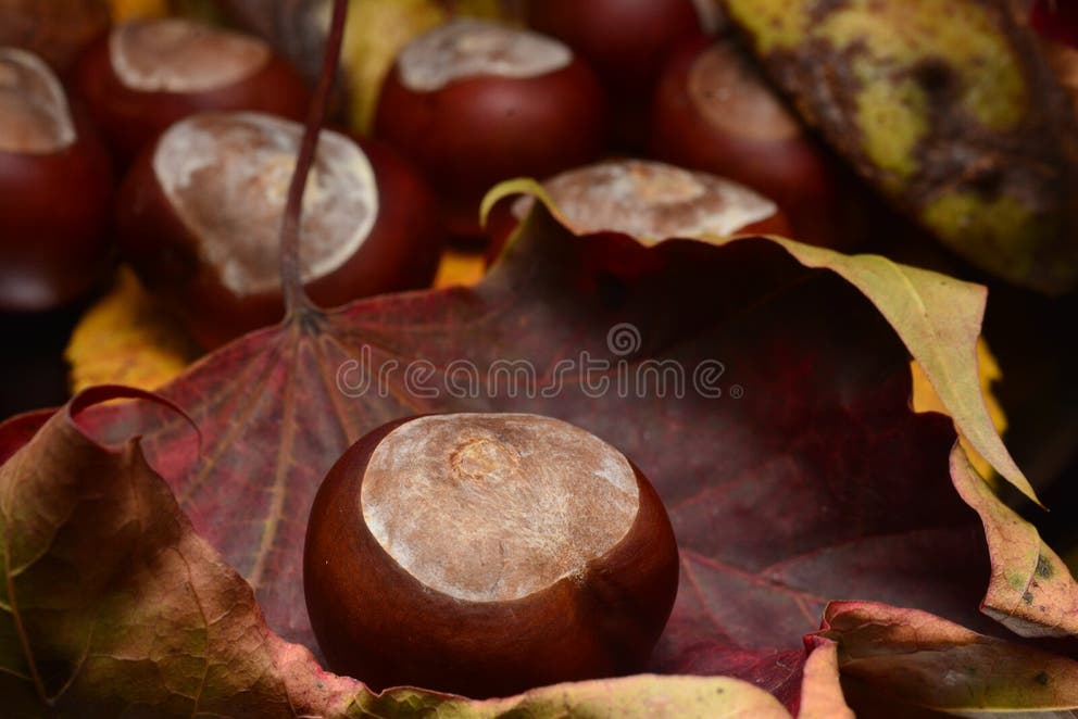 Chestnuts in autumn stock image. Image of fall, chestnut - 34494809