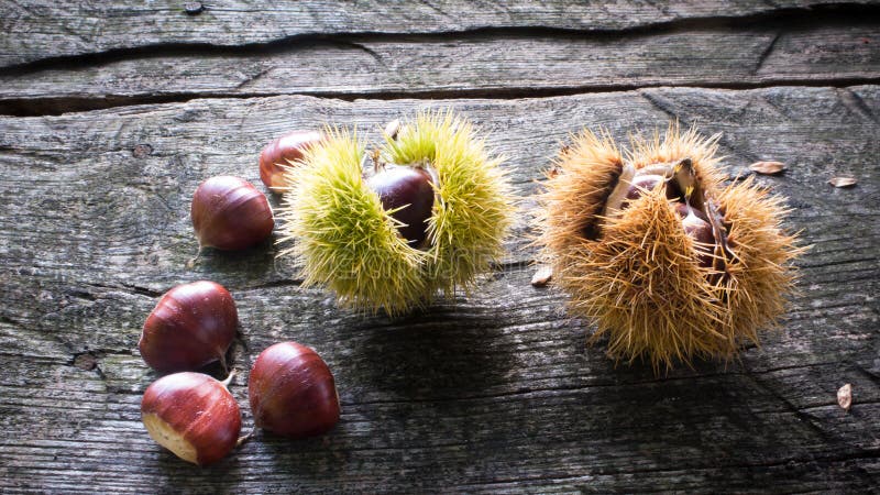 Chestnuts in autumn stock photo. Image of table, seasonal - 99630168