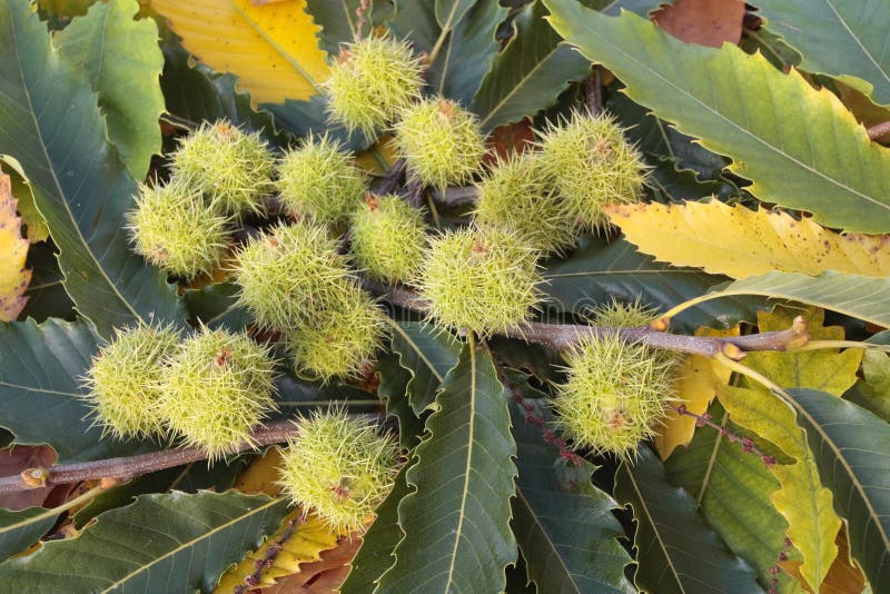 Chestnuts and Autumn Leaves Stock Photo - Image of tree, chestnuts ...