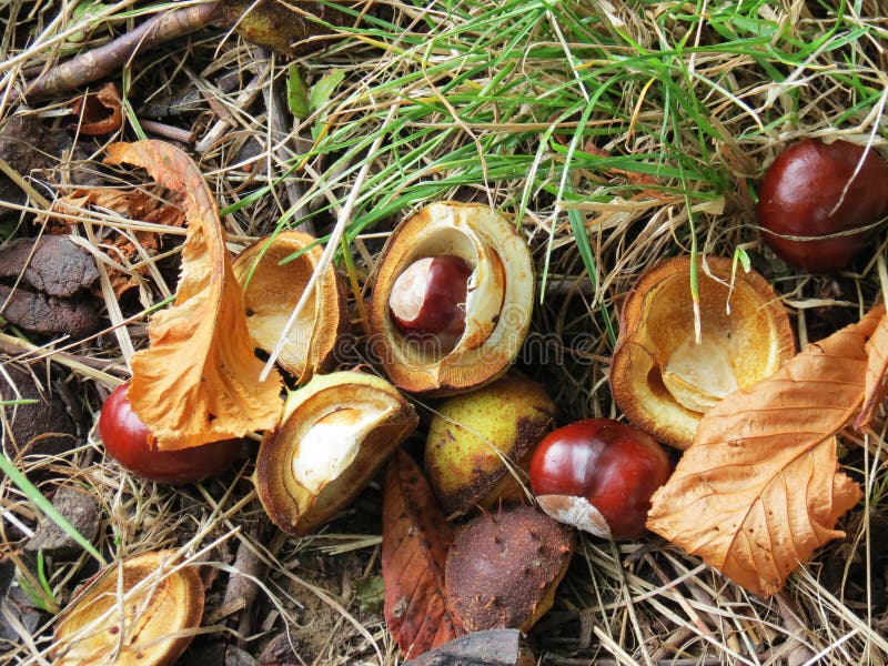 Chestnuts in autumn stock image. Image of grass, flora - 78147933