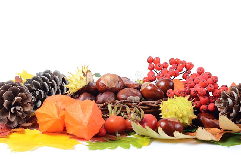 Chestnuts on autumn leaves stock photo. Image of color - 32071576