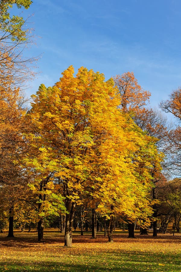 Yellow chestnut tree stock photo. Image of season, tree - 79085766