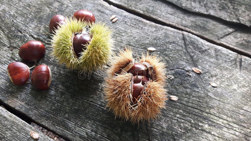 Chestnuts in autumn stock image. Image of fall, wooden - 79525961