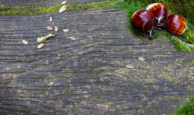 Chestnuts background stock photo. Image of wooden, season - 101000672