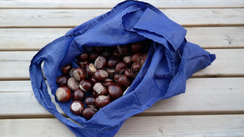 Chestnuts in a bag stock photo. Image of sack, chestnuts - 81974520