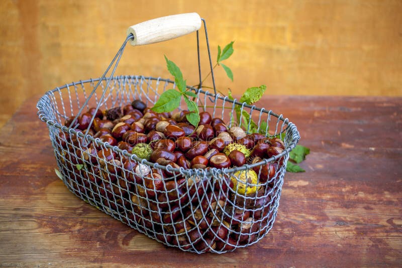 363 Green Basked Stock Photos - Free & Royalty-Free Stock Photos from ...