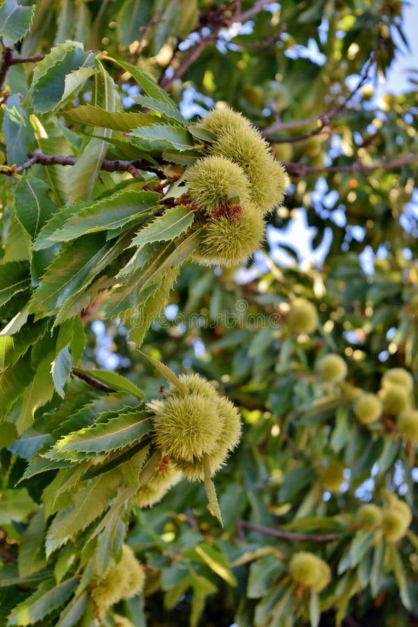 Chestnuts stock image. Image of outdoor, branches, spiny - 78223511