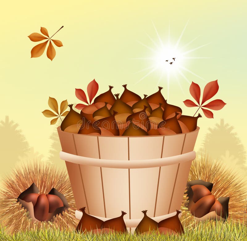 Chestnuts in the bucket stock illustration. Illustration of fresh ...