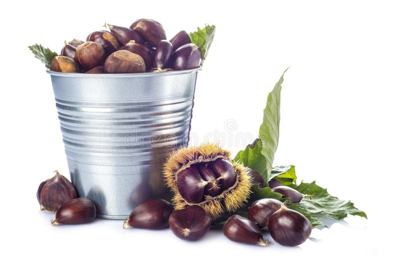 Chestnuts in a Bucket Isolated on a White Background Stock Photo ...