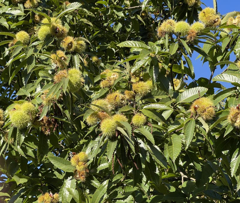 Chestnuts, Castanea sativa stock photo. Image of trees - 234514346