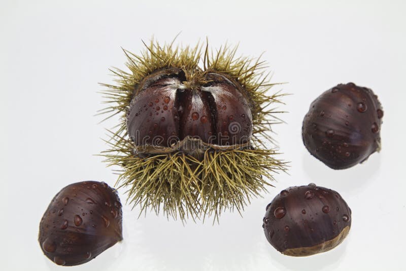 Chestnuts stock photo. Image of shell, tree, nuts, autumn - 46480796