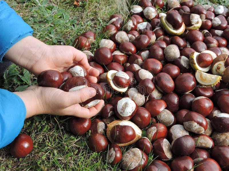 Pick up chestnuts stock image. Image of osier, mushroom - 32859475