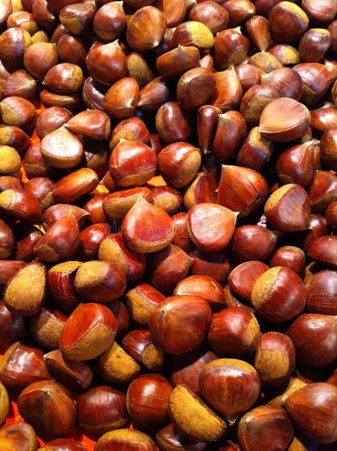 Chestnuts stock image. Image of crop, tree, fruit, snack - 287289013