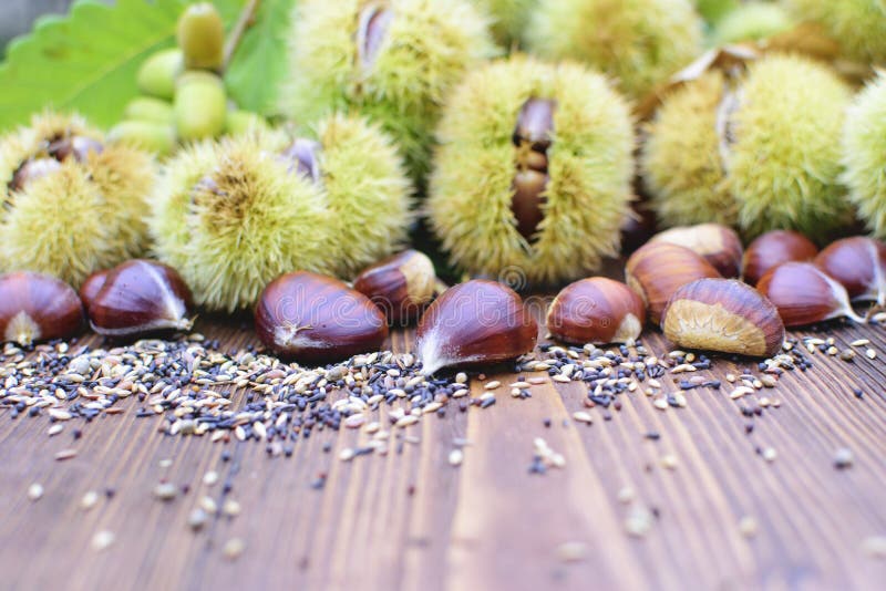Chestnuts Closeup on Natural Background Stock Image - Image of autumn ...