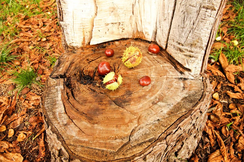 Chestnuts stock photo. Image of brown, colorful, fruit - 44595020