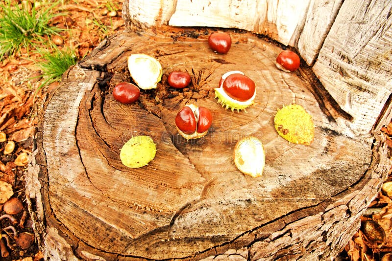 Chestnuts stock image. Image of isolation, fall, autumn - 44595077