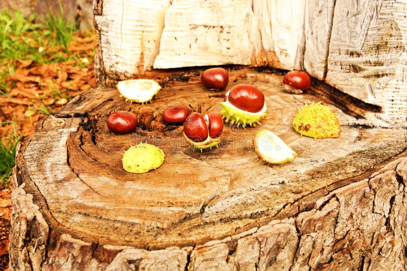 Chestnuts stock photo. Image of closeup, forest, food - 44595104