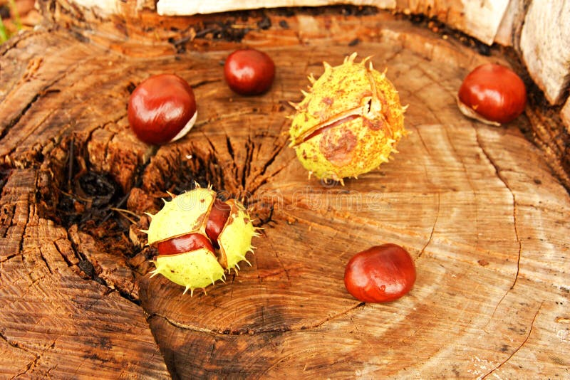 Chestnuts stock image. Image of conker, garden, branch - 44595143