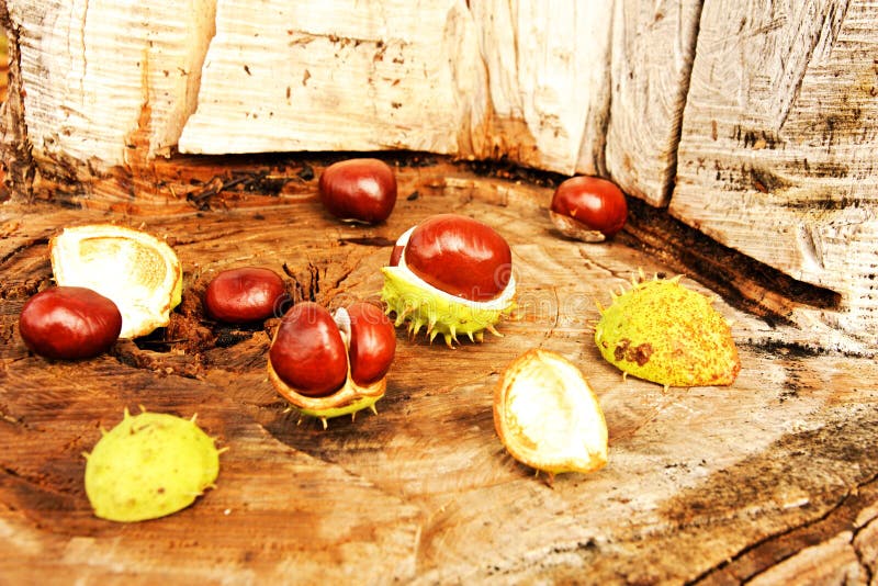 Chestnuts stock image. Image of conker, branch, forest - 44595263