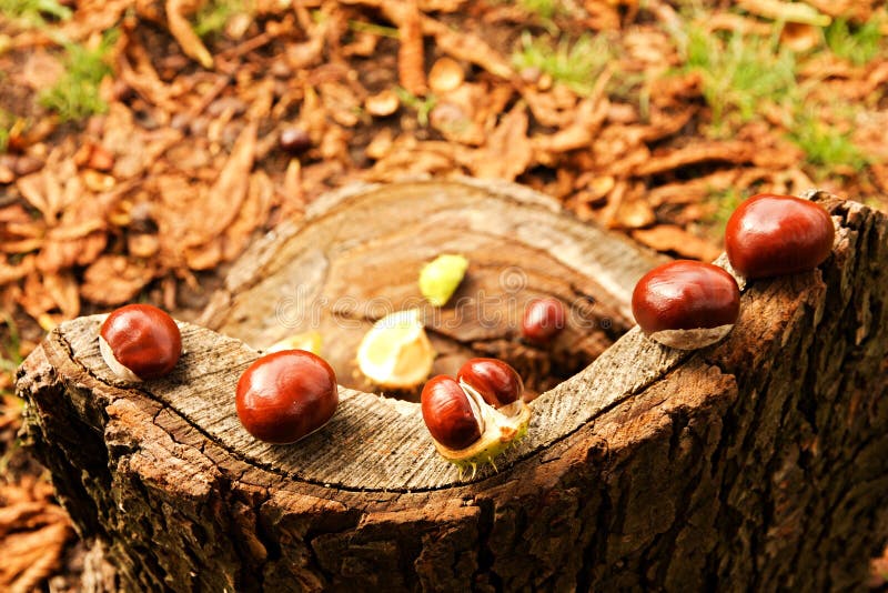 Chestnuts stock photo. Image of nature, close, isolated - 44595446
