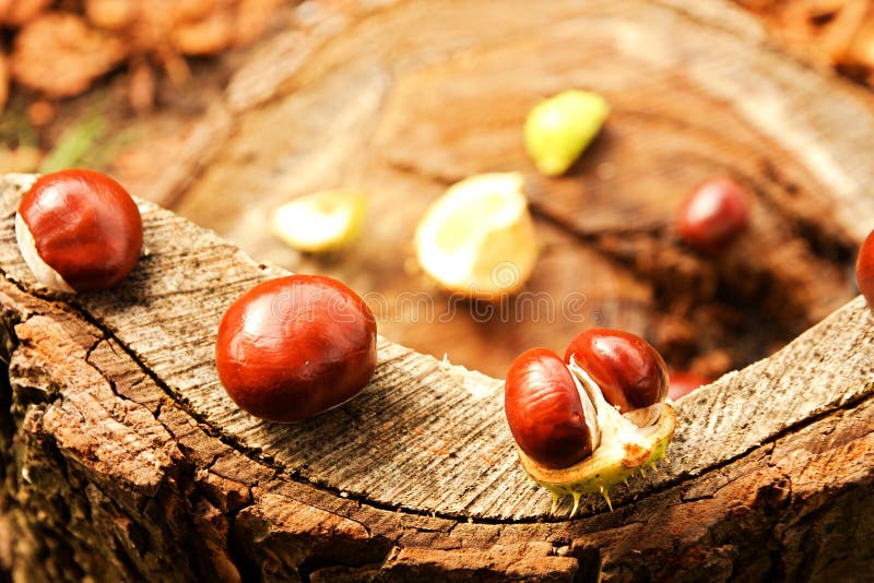 Chestnuts stock image. Image of isolation, close, food - 44595479