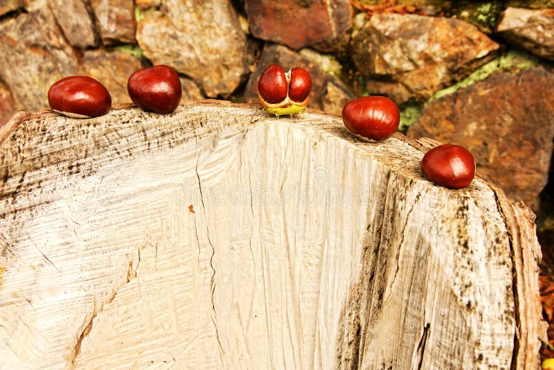 Chestnuts stock photo. Image of close, closeup, change - 44595550