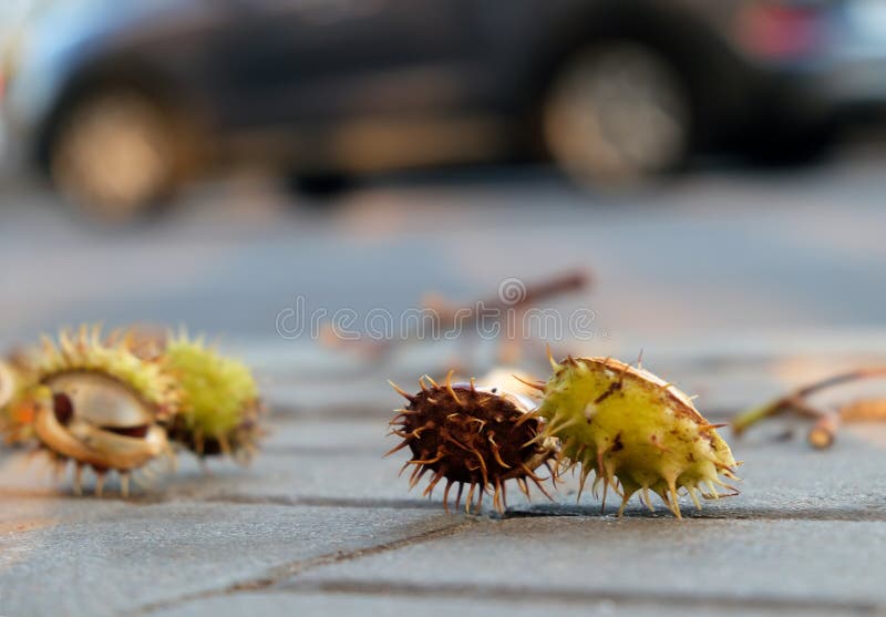 Chestnuts Fallen from a Tree in Autumn Stock Image - Image of chestnuts ...