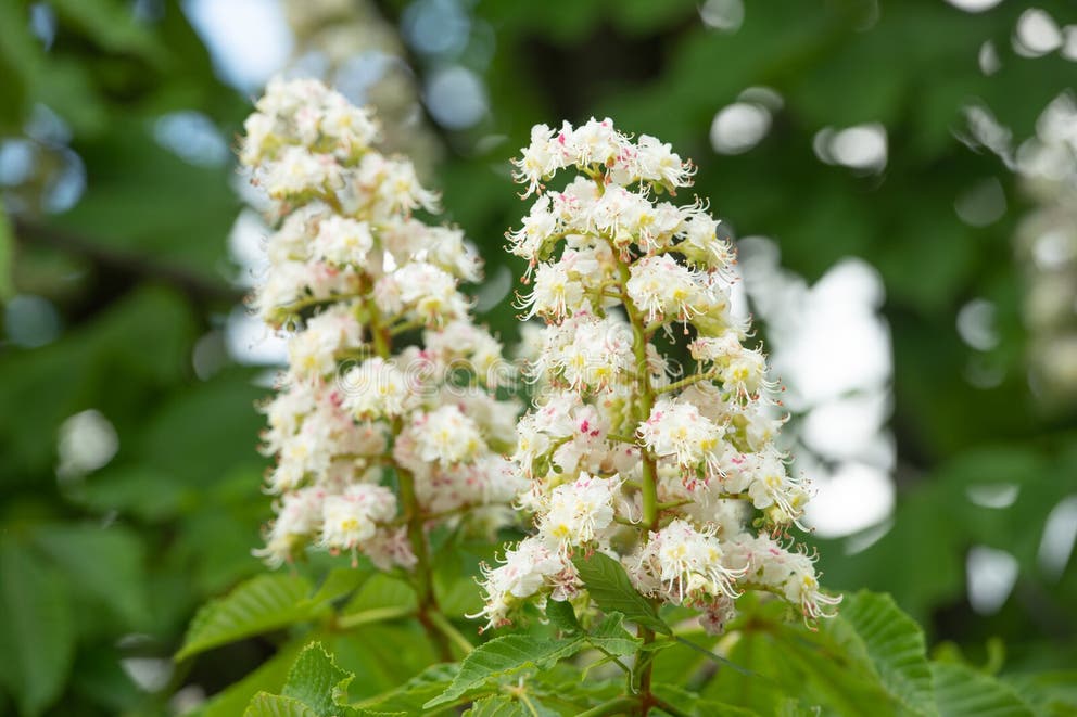 Chestnuts Flower Bloom. Chestnuts Flower Bloom in Spring Stock Image ...