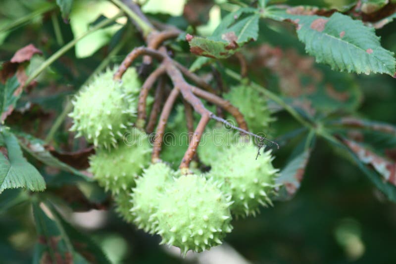 Chestnuts on a tree stock image. Image of branch, shell - 159450111