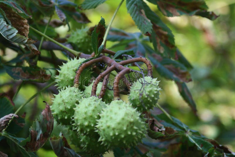 Chestnuts on a tree stock photo. Image of green, fruits - 159450238